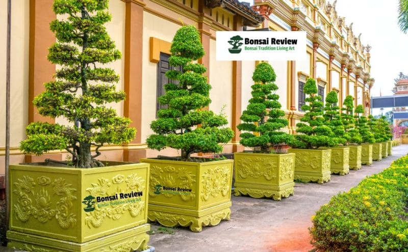 Traditional Bonsai Styles is the Art of miniature plant