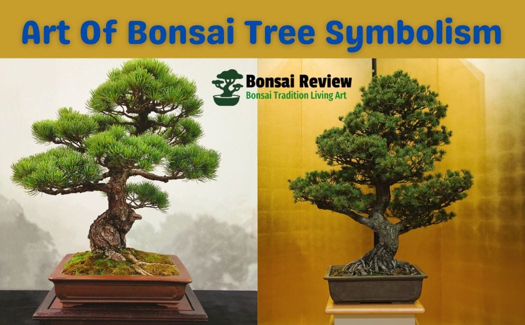 Bonsai Tree Symbolism Just a Spiritual Power Of Dwarf Trees?