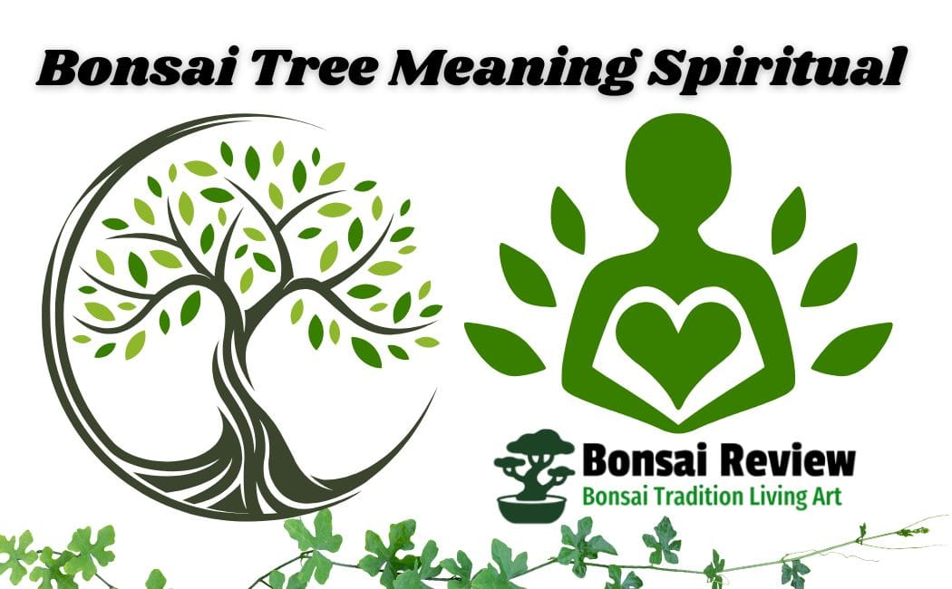 Bonsai Tree Meaning Spiritual Symbolism Peace & Care Tips.