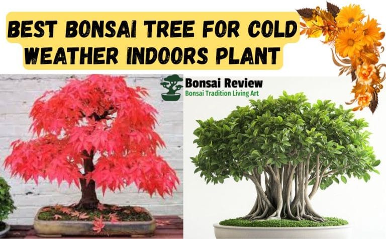 Best Bonsai Tree for Cold Weather Indoors | Easy Guide
