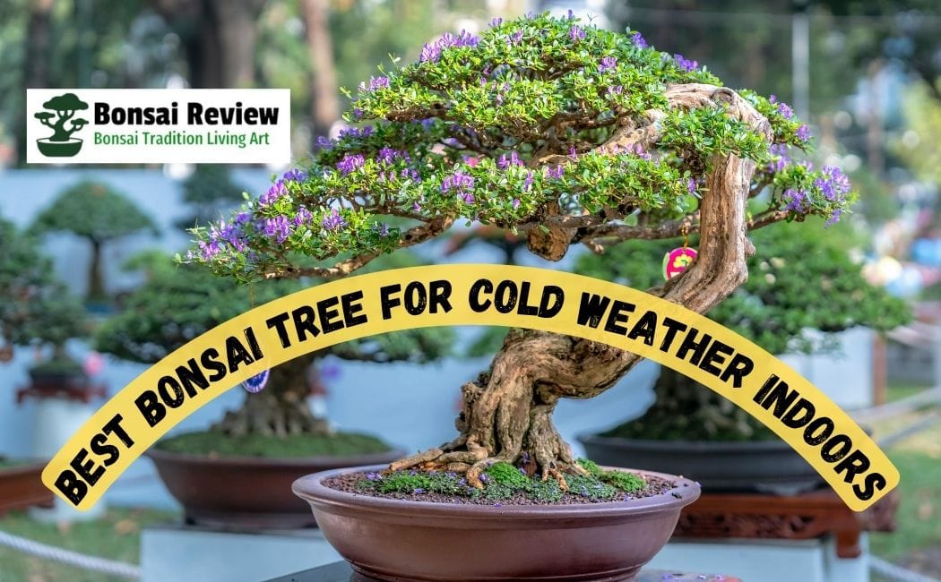 Best Bonsai Tree for Cold Weather Indoors | Easy Guide