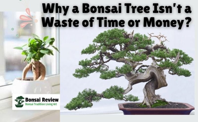 Bonsai Tree Care for Beginners | Easy Guide to Grow & Shape