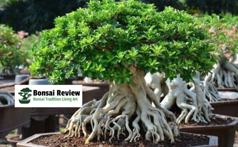 Bonsai Tree Care for Beginners | Easy Guide to Grow & Shape