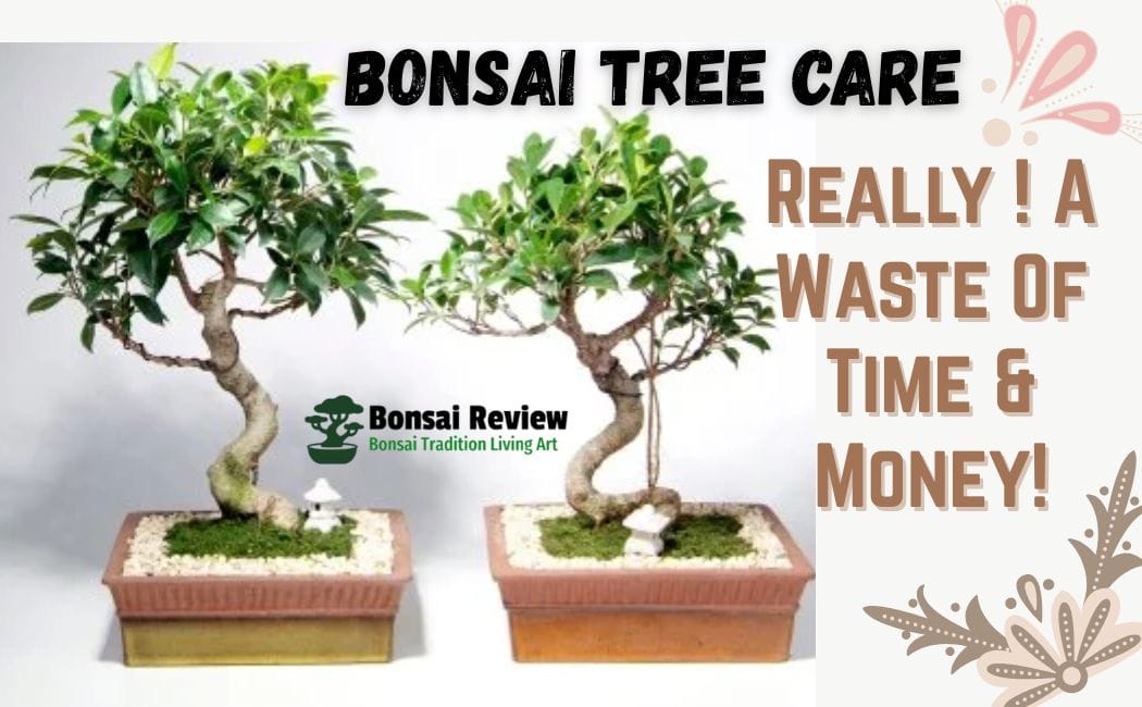 Bonsai Tree Care for Beginners | Easy Guide to Grow & Shape