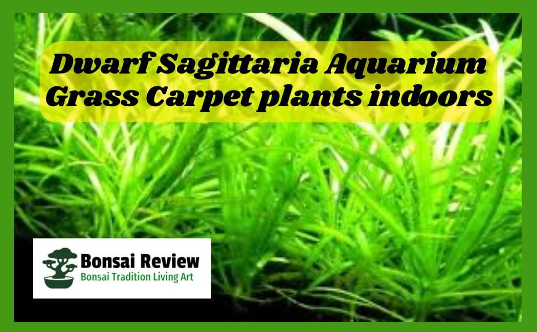 Dwarf Sagittaria Care Guide: Grow a Healthy Aquarium Carpet.