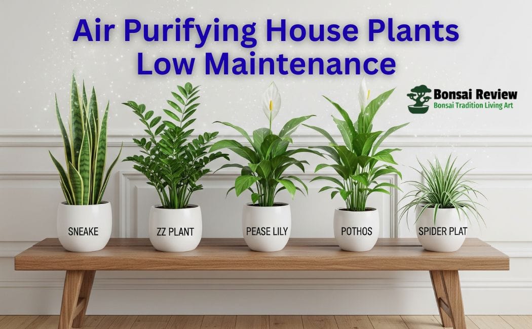 Indoor Plants With Least Maintenance