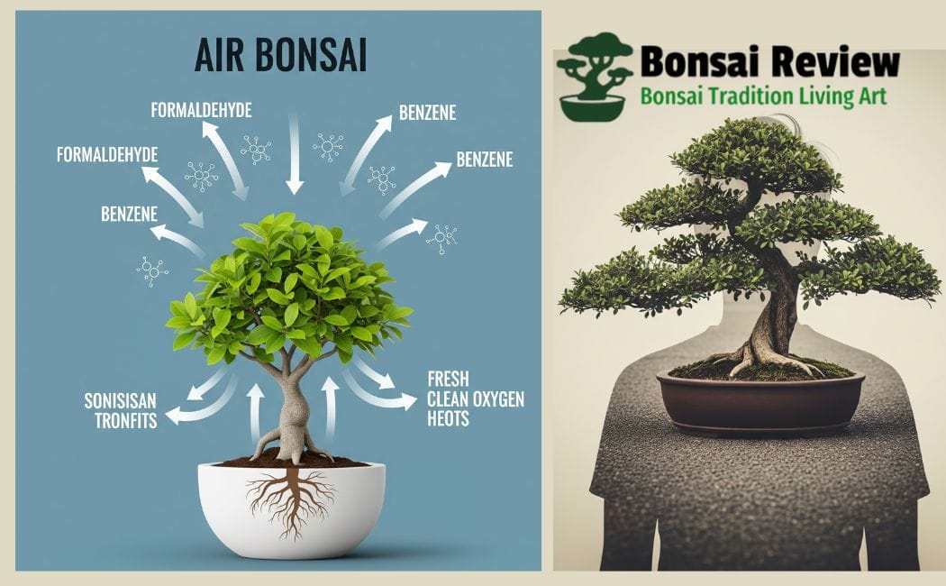 Which Are Best Bonsai Plants for Indoor Air Purification?