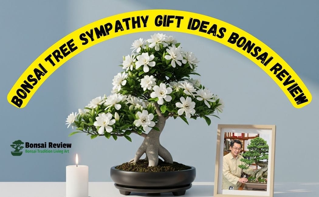 Bonsai Tree Sympathy Gift: Meaningful, Easy-Care Plants love