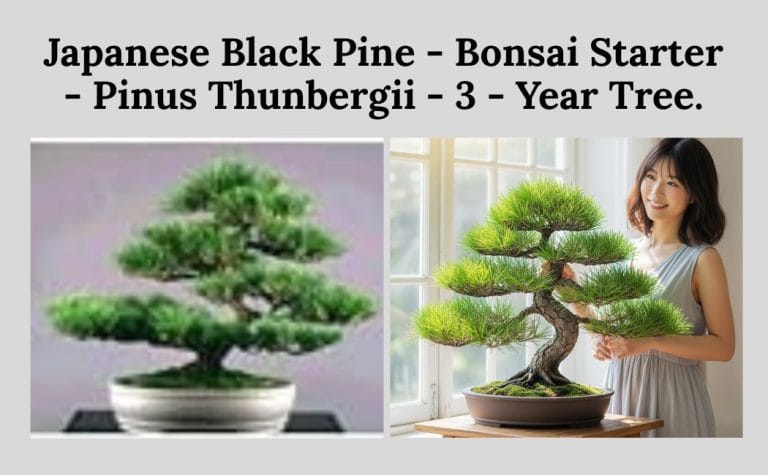 Rare Bonsai Tree Guide: How to Buy, Care, and Enjoy the Most Valuable Trees