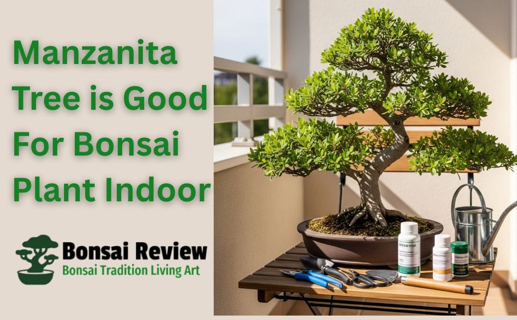Is Manzanita Good Tree for Bonsai? Easy Care|Expert Solution
