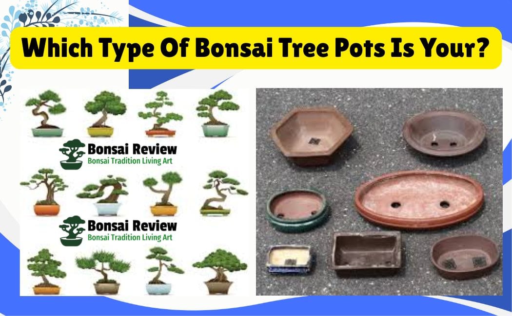 What Type of Bonsai Tree Pots Is Easy Guide for Beginners?