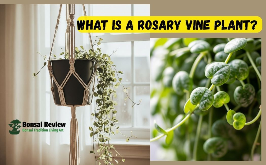 What Is a Rosary Vine Plant? Easy care for Safe, hearts Vine