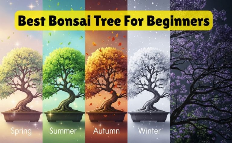 Best Bonsai Tree for Beginners: Easy Species & Starter Tips