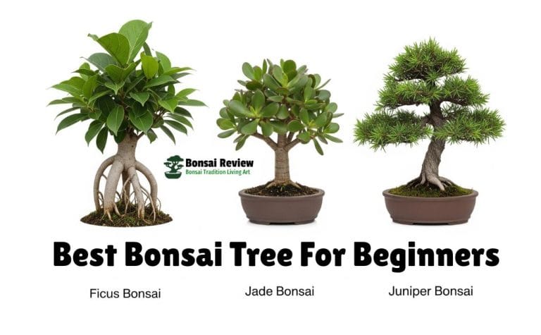 Best Bonsai Tree for Beginners: Easy Species & Starter Tips