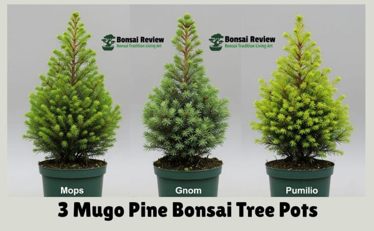Mugo Pine Bonsai Tree Care: Pruning, Watering & Styling Tips