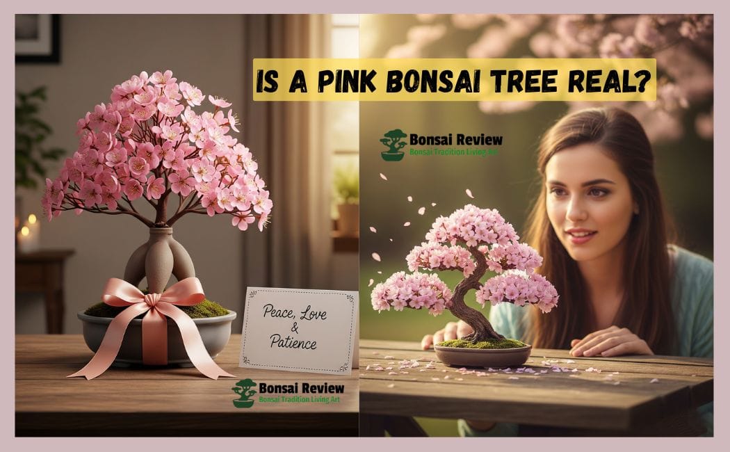 Are Pink Bonsai Trees Real? Tiny plant species is not fake?