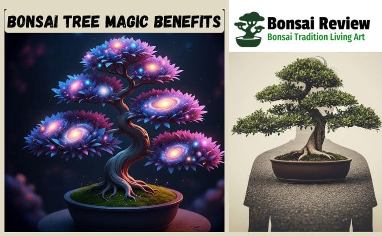Why Bonsai Tree Magic Benefits: Get Calm, Balance & Healing?