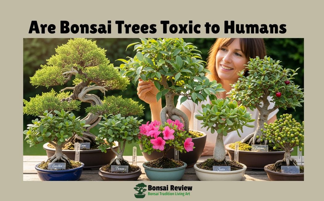 Are Bonsai Trees Toxic to Humans? Safety Tips Non-Toxic Pets