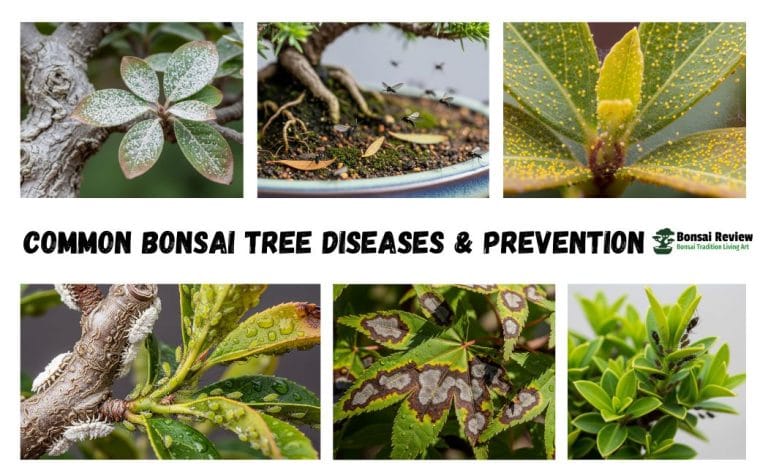 Common Bonsai Tree Diseases How to Prevent | Easy Fixe Bugs