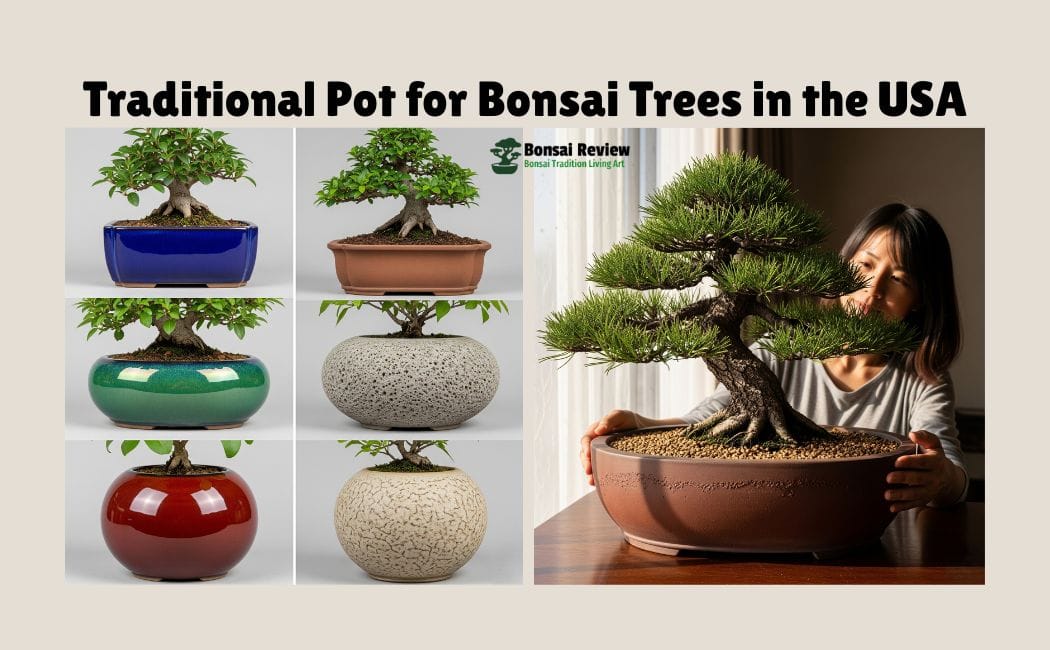 Traditional Bonsai Pots USA: Materials, Shapes & Care Tips