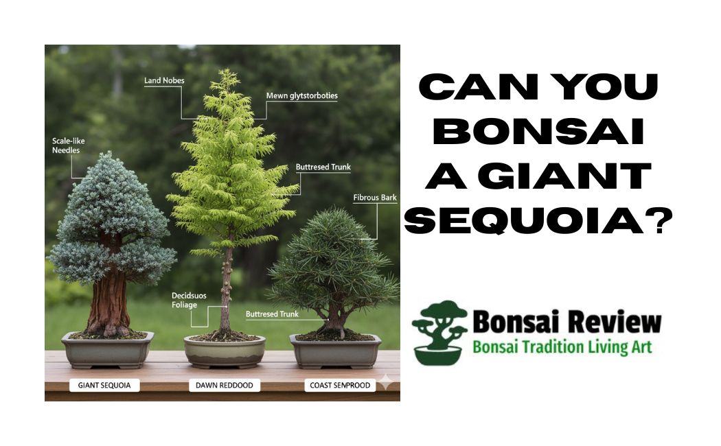 Can You Bonsai a Giant Sequoia? DIY Tiny Giant Tree at Home.