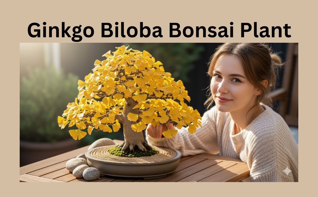 Ginkgo Biloba Bonsai Pros and Cons: Care Different Weathers.
