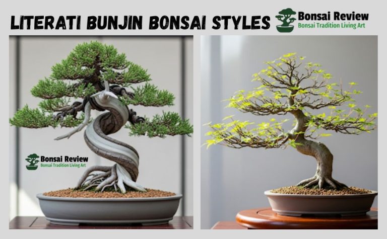Literati Bunjin Bonsai Meaning, Care, Master the Literati Bonsai Style
