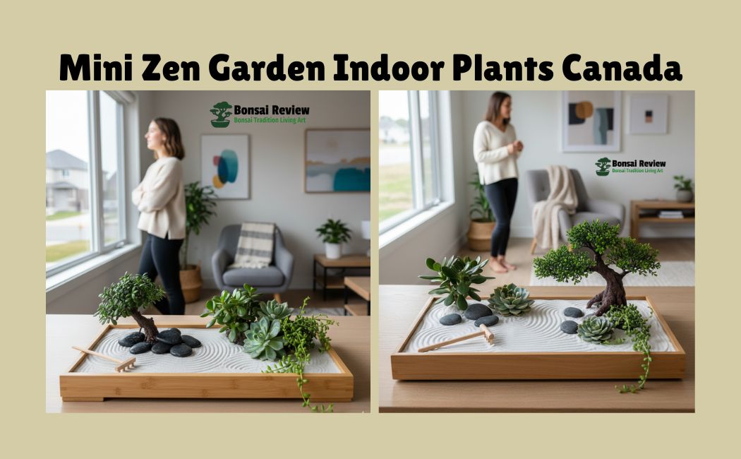 Mini Zen Garden Indoor Plants Canada: Best Kits & Care Tips.