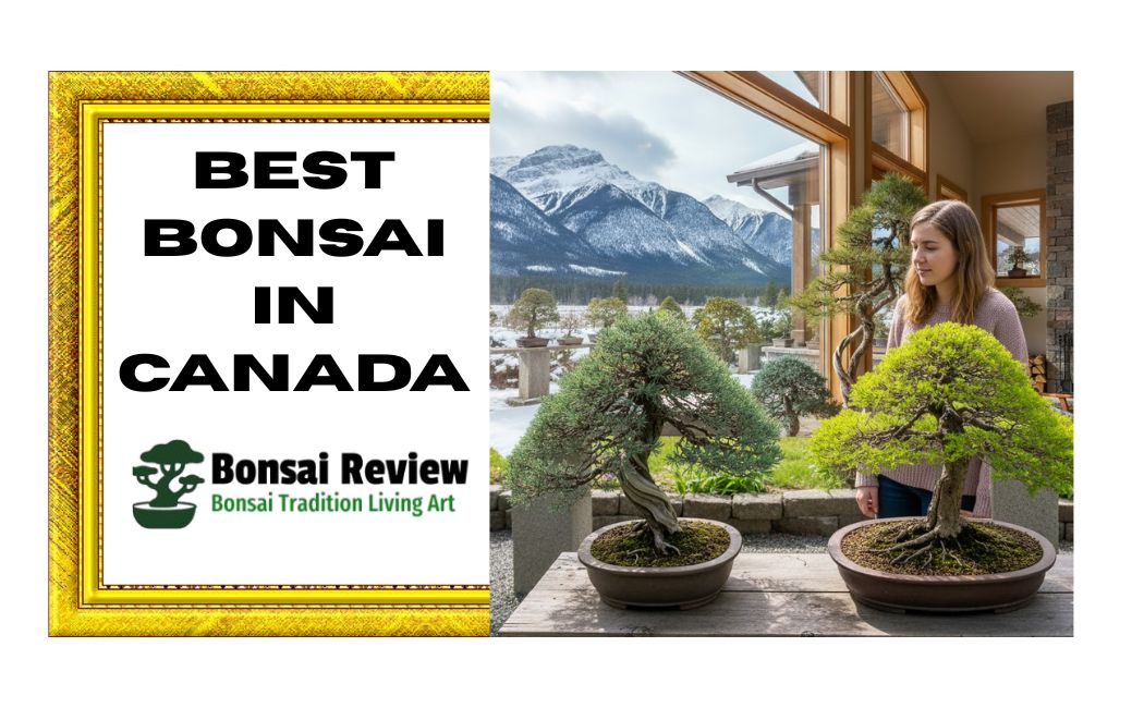 Best Bonsai in Canada: Top Indoor & Outdoor Bonsai Trees, Winter Care Tips