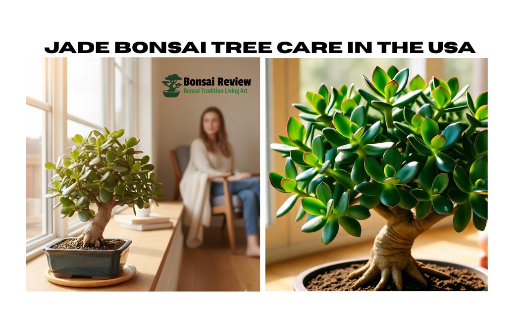 Jade Bonsai Tree Care in the USA: Dwarf Jade, Indoor Bonsai ...