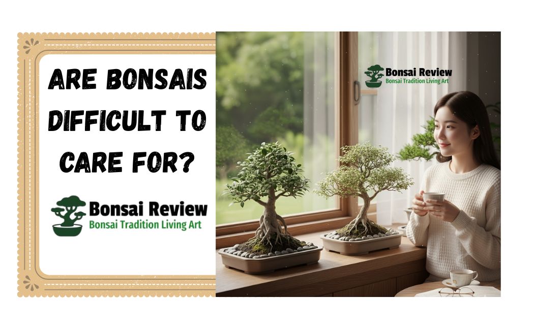 Are Bonsais Difficult to Care For? Beginner’s Guide to Indoor and ...