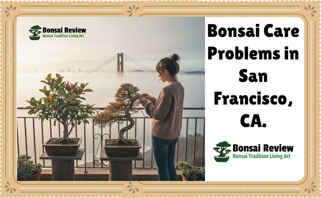 Bonsai Care Problems in San Francisco, CA: Solutions for Healthy Indoor ...