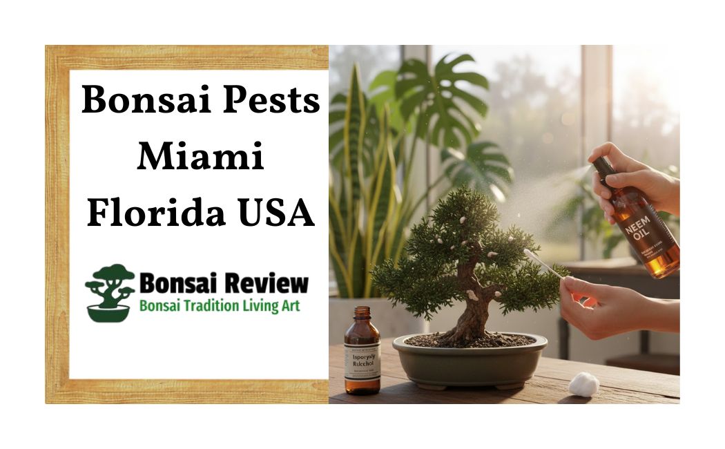 Bonsai Pests Miami Florida USA: How to Identify, Treat, & Prevent ...