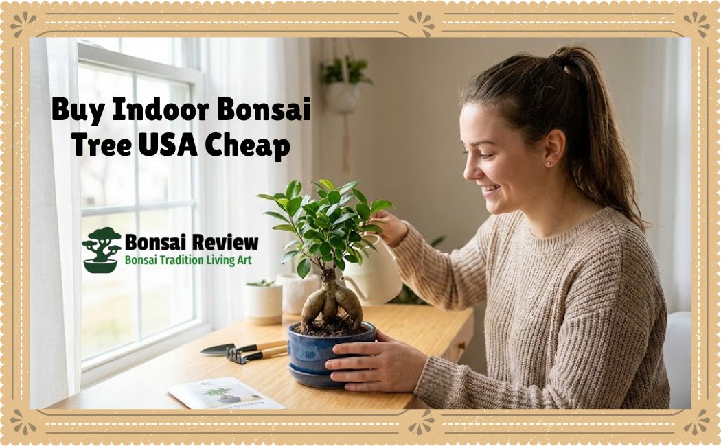 Buy Indoor Bonsai Tree USA Cheap: Beginner-Friendly & Affordable Options