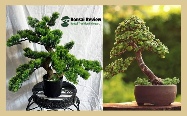 Office Bonsai Plants In Canada: What Are the Easiest Dwarf Trees Keep ...
