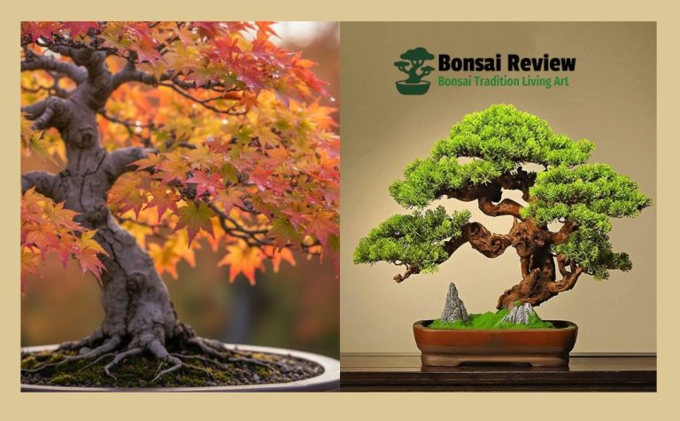 Office Bonsai Plants In Canada: What Are the Easiest Dwarf Trees Keep ...