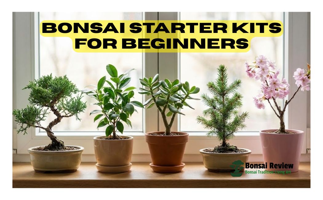 5 Hard-to-Kill Bonsai Starter Kits for Beginners Simple, Safe, and Easy ...