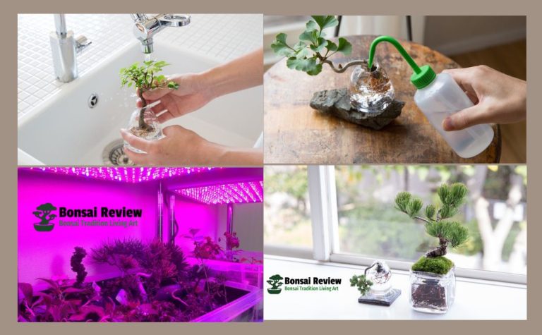 Aqua Bonsai Tree Guide: Driftwood, Moss, & Hydroponic Bonsai
