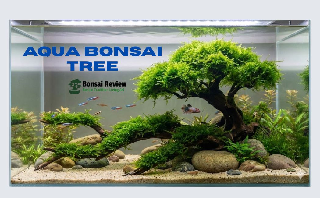 Aqua Bonsai Tree Guide: Driftwood, Moss, & Hydroponic Bonsai