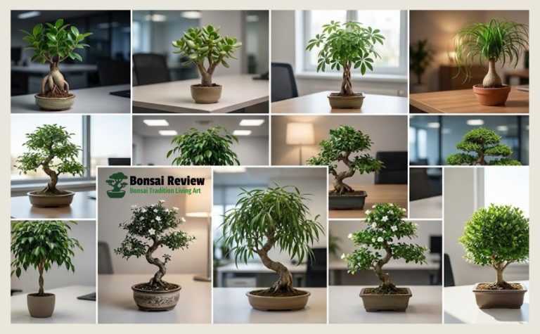 10 Best Low Light Bonsai Trees for Office Desk Decor 2026.
