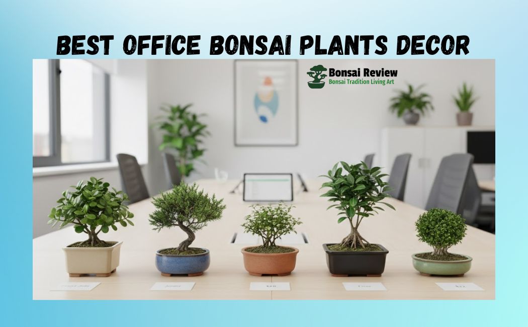 Best Office Bonsai Plants Decor: Low Maintenance Gift Decor.