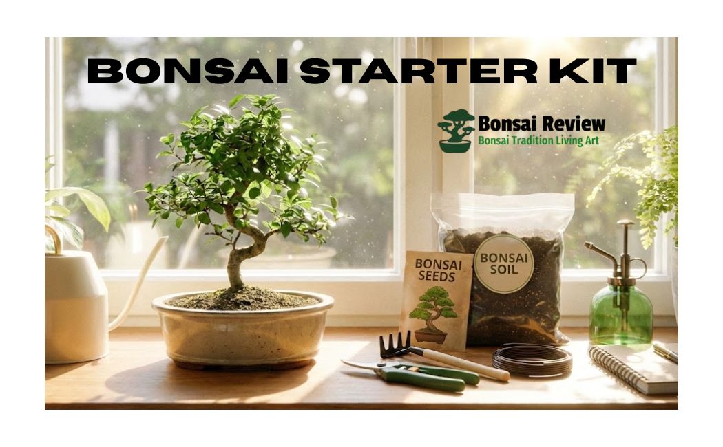 Bonsai Starter Kit Beginners: Grow Indoor Tiny Tree Easily.
