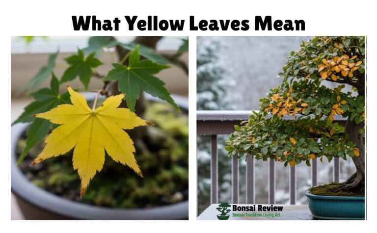 Bonsai Tree Turning Yellow
